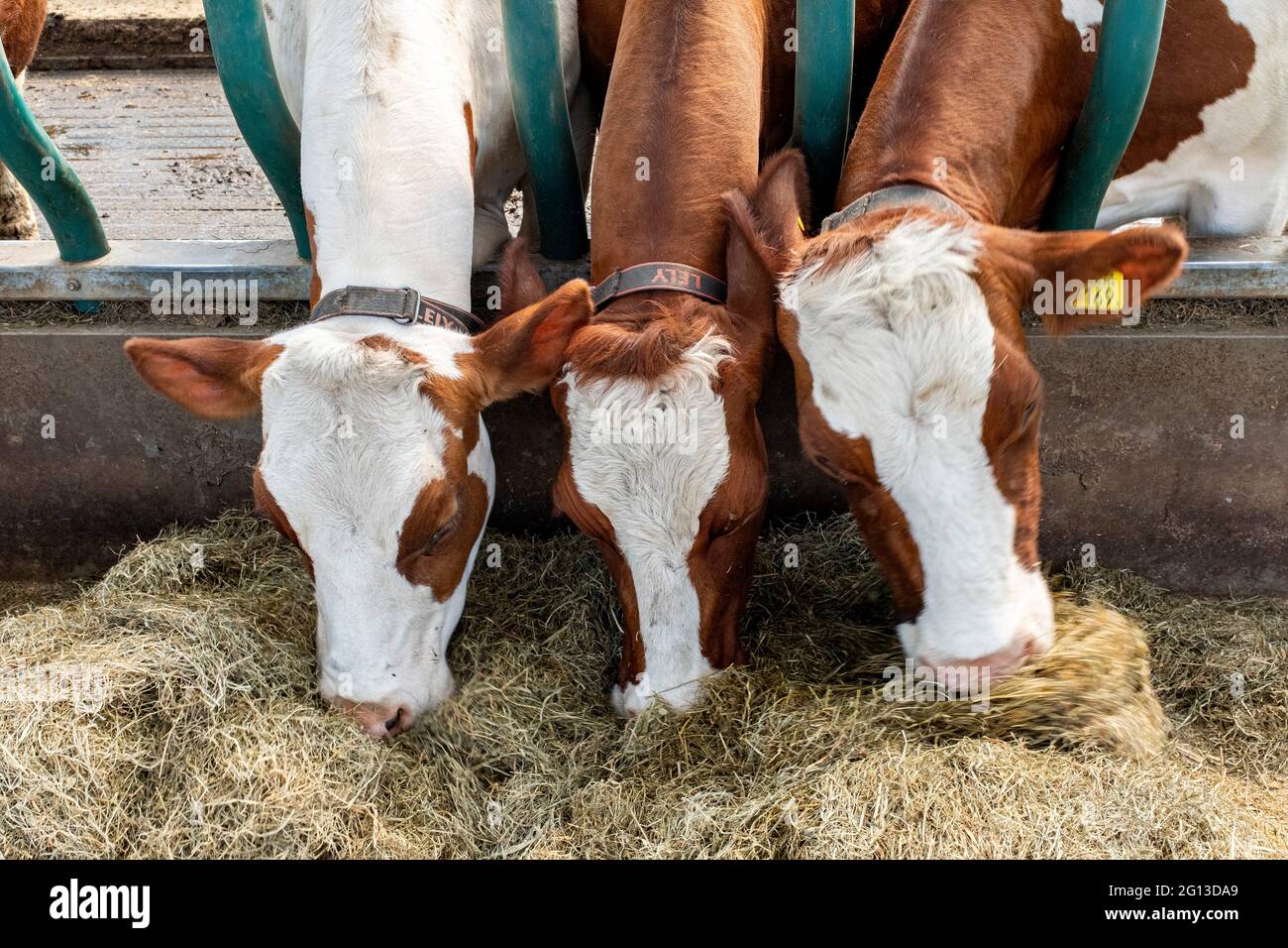 Floating farm cows hi-res stock photography and images - Alamy