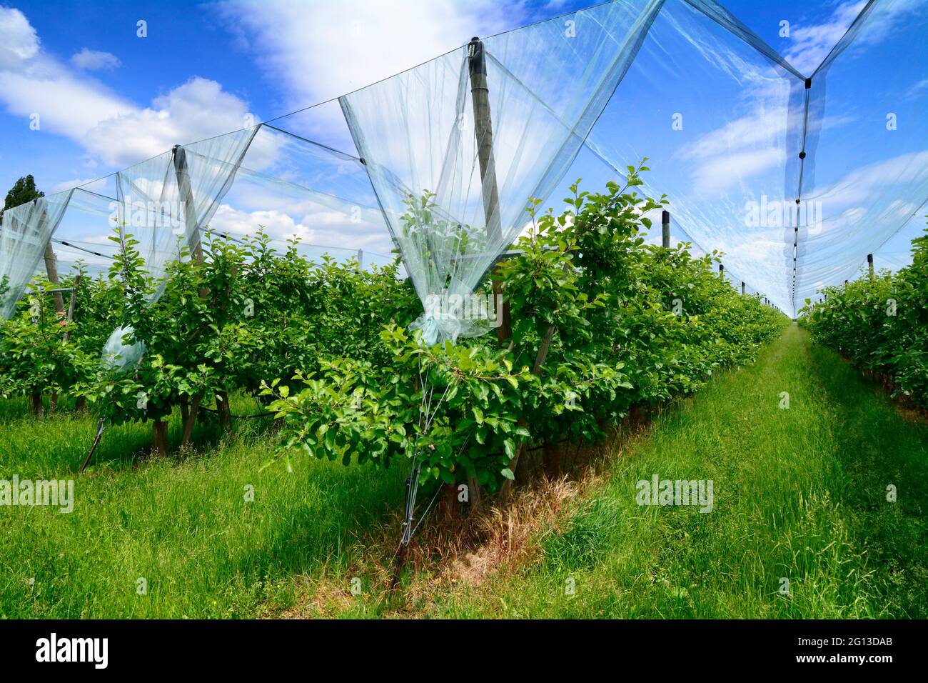 Switzerland apple trees fruit trees hi-res stock photography and images ...