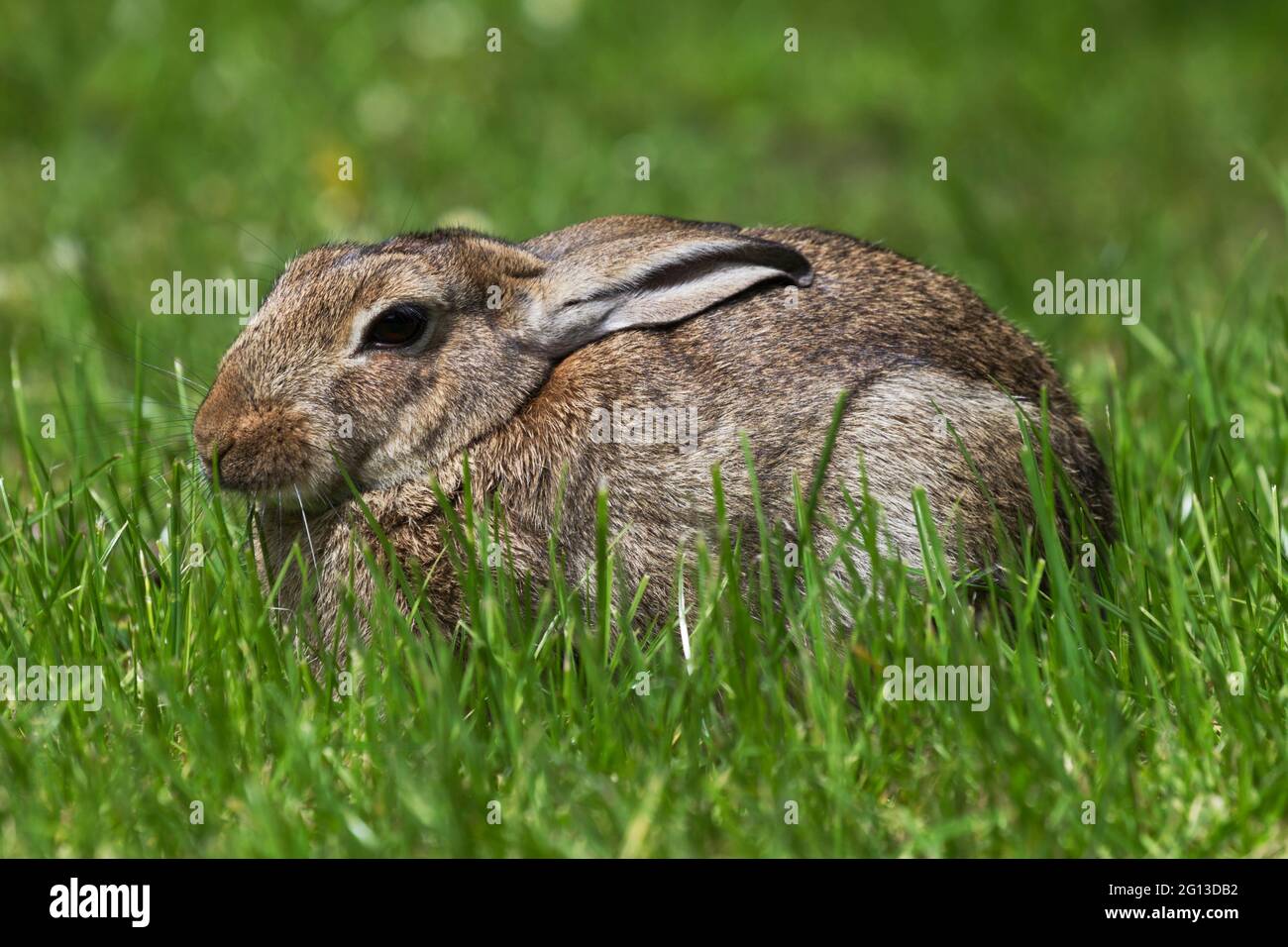 European Rabbit; Oryctolagus cuniculus; Germany Stock Photo - Alamy