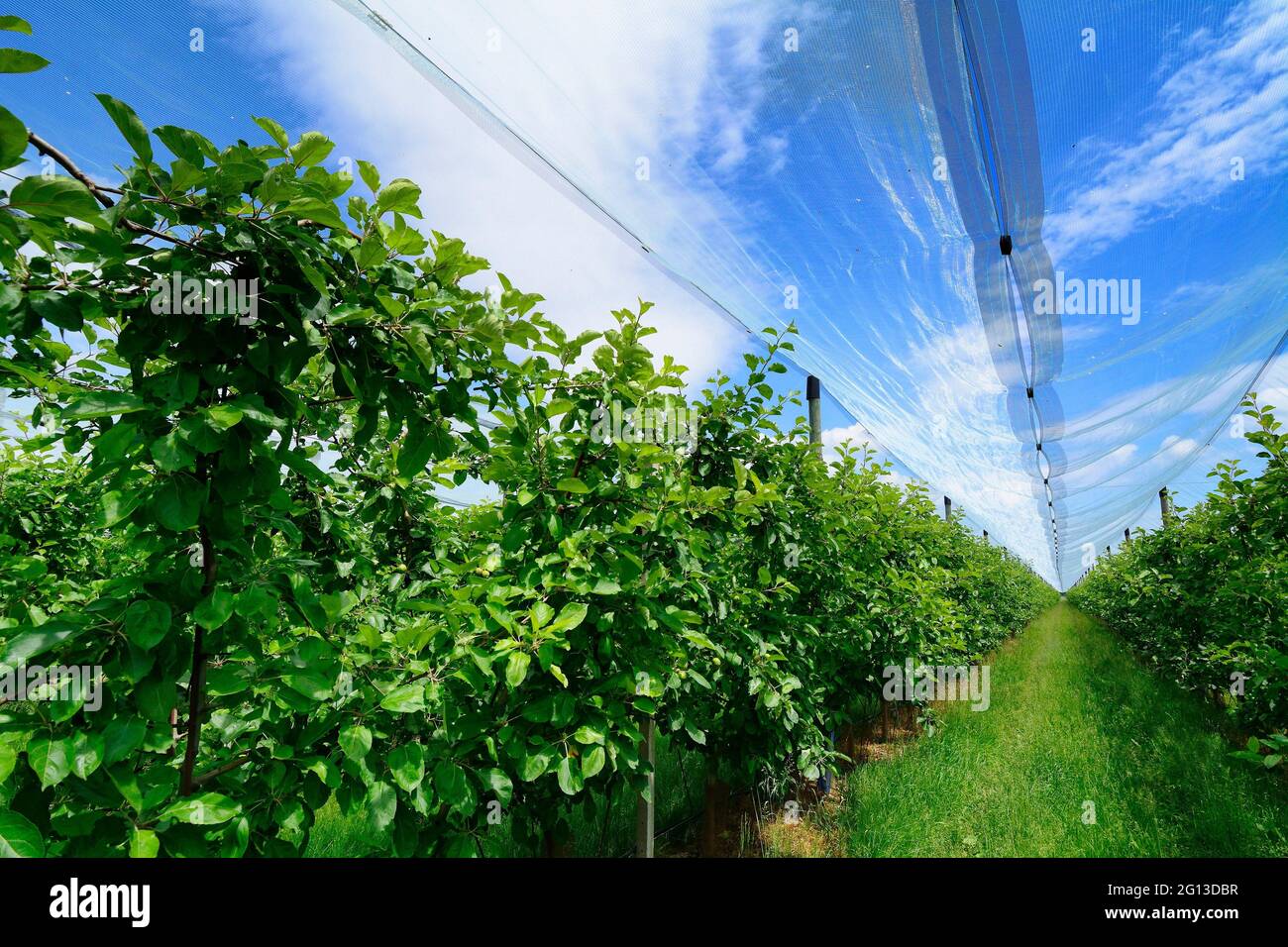 Switzerland apple trees fruit trees hi-res stock photography and images ...