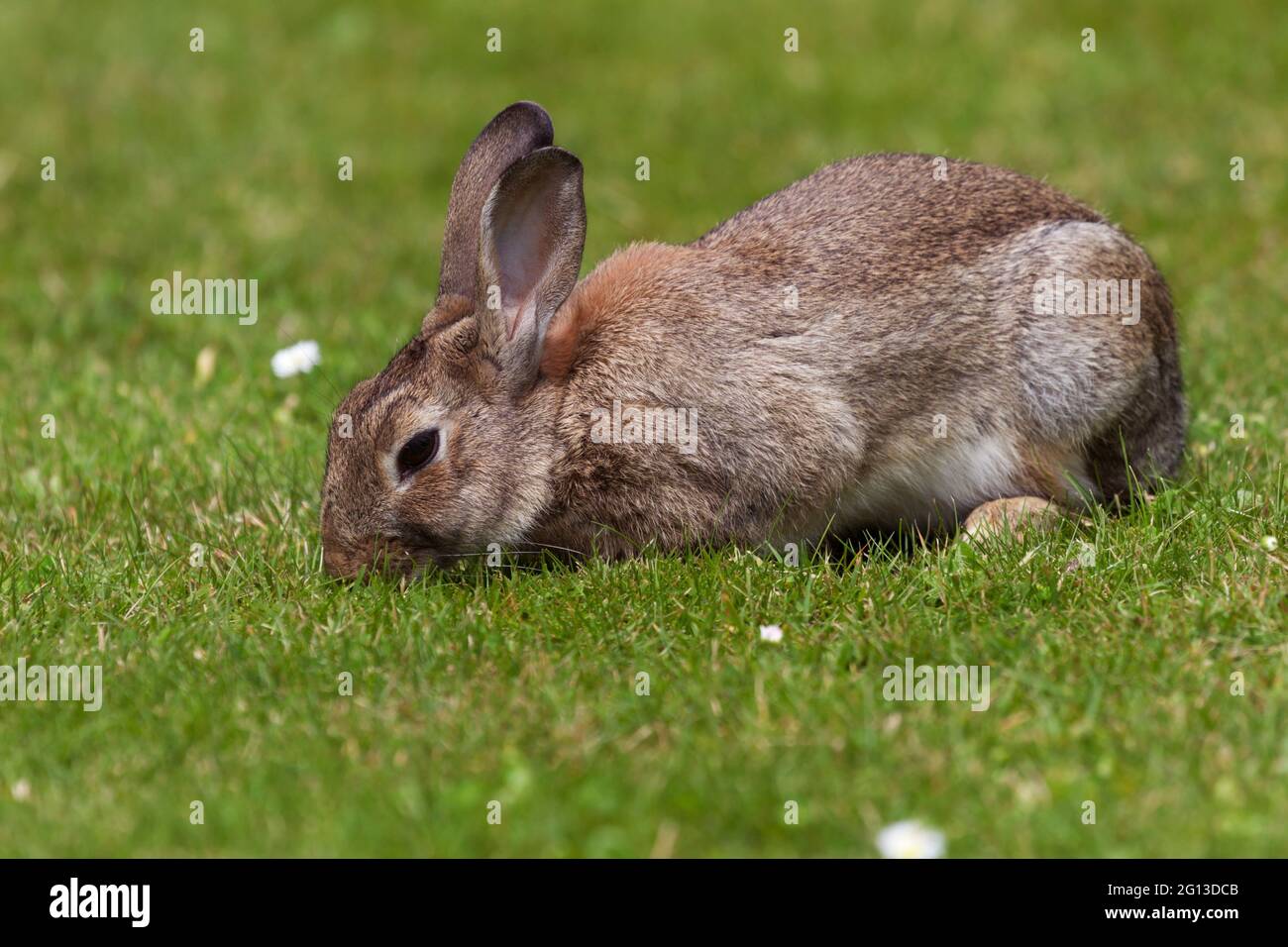 Old World Rabbit High Resolution Stock Photography and Images - Alamy