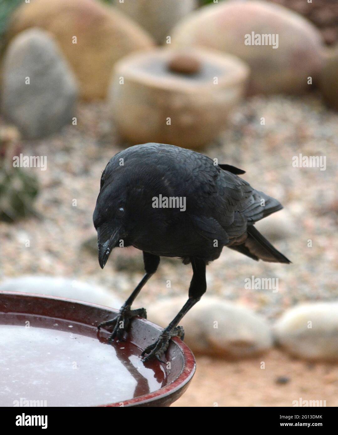 A common raven (Corvus corax) drinks from a backyard bird bath in New ...