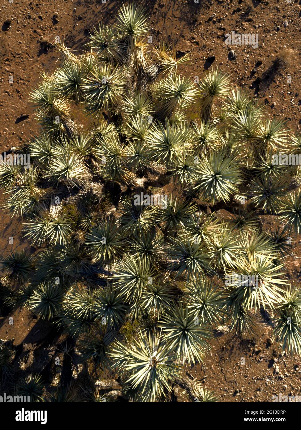 Joshua Tree From Above Stock Photo - Alamy