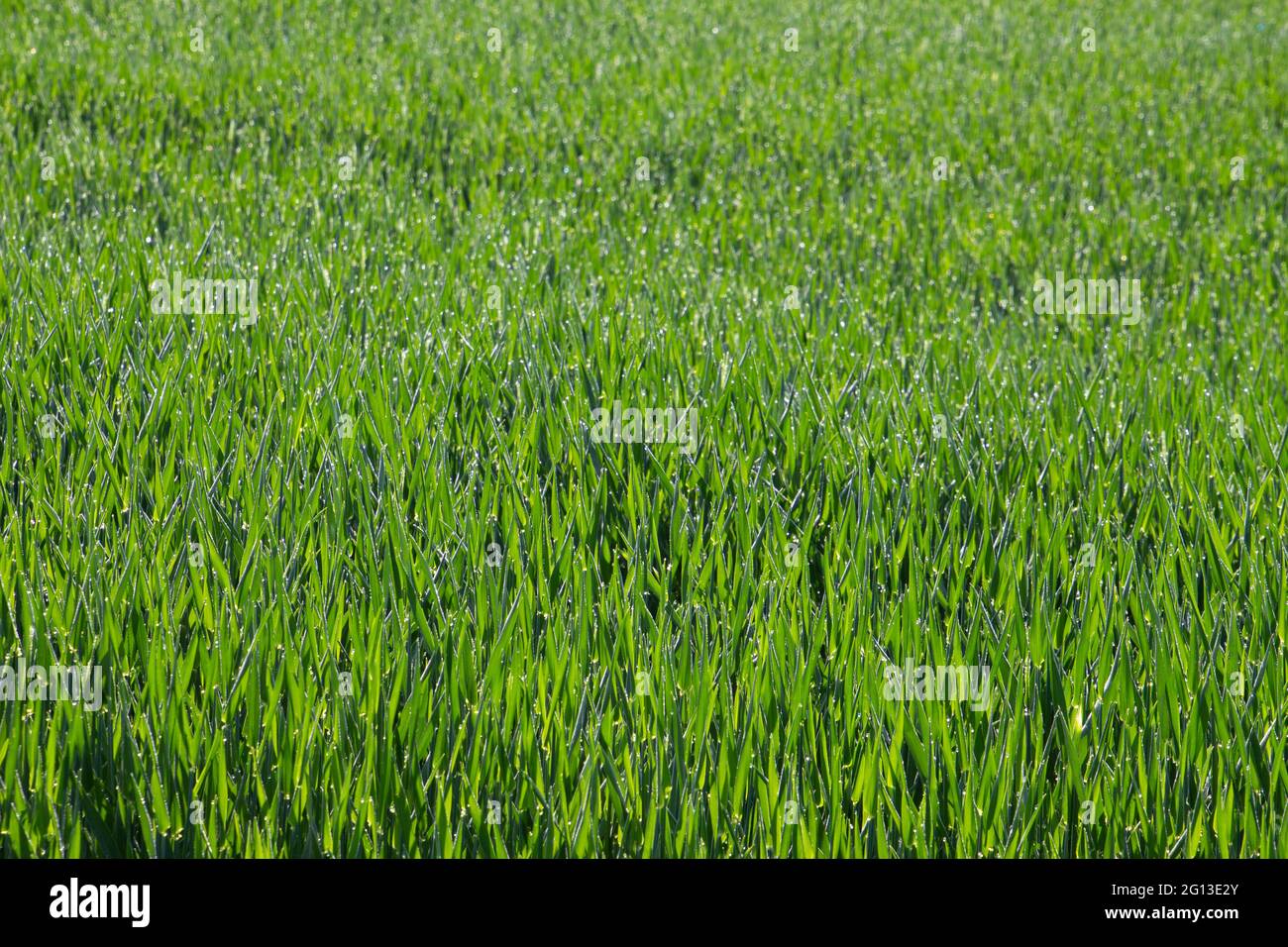 Wet field hi-res stock photography and images - Alamy