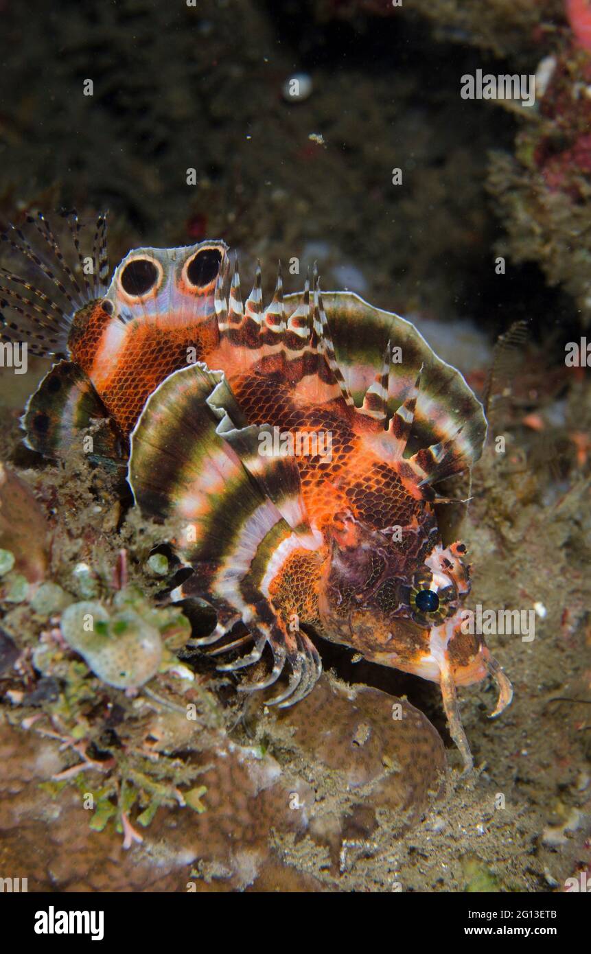 Indian Lionfish High Resolution Stock Photography and Images - Alamy