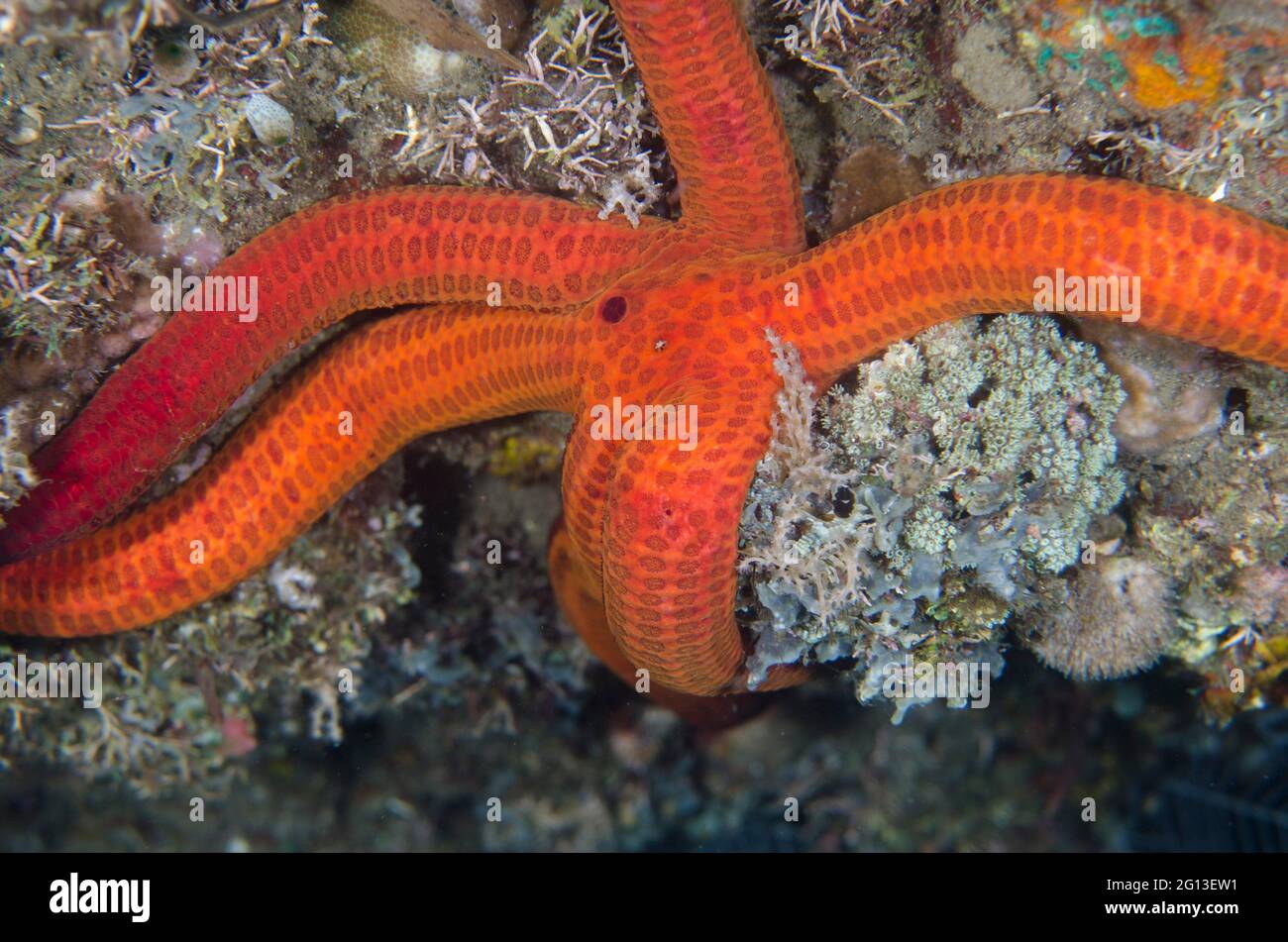 Six arm star hi-res stock photography and images - Alamy