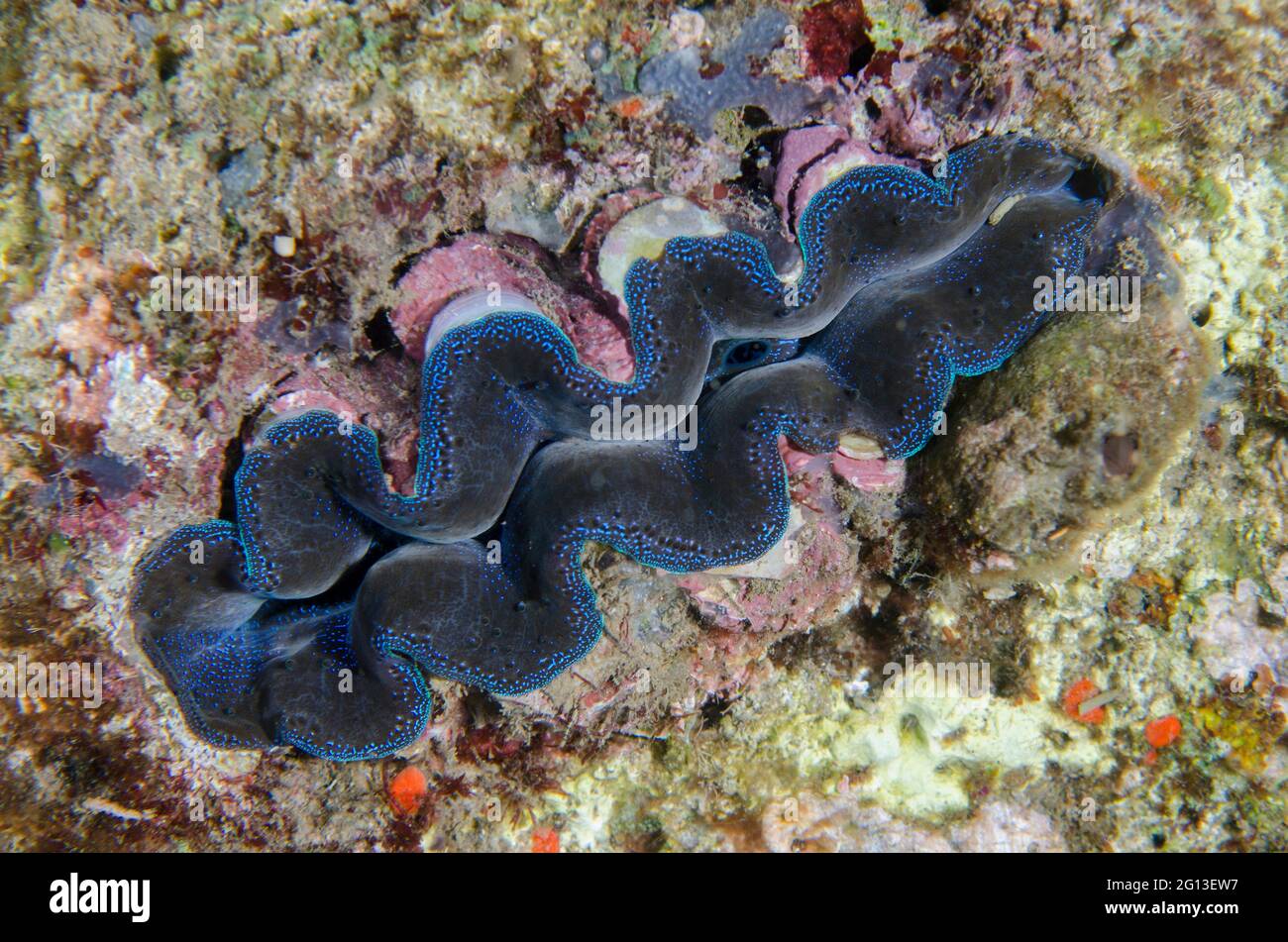 Boring Giant Clam Tridacna Crocea High Resolution Stock Photography and ...