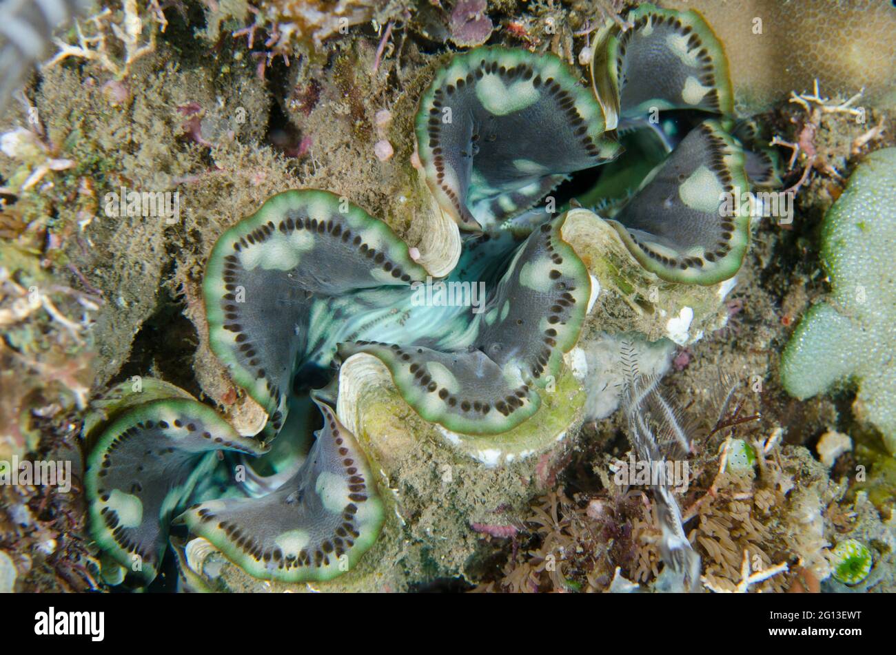 Clam Animal High Resolution Stock Photography and Images - Alamy