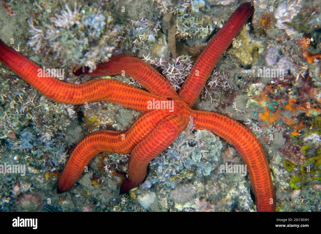 Six arm star hi-res stock photography and images - Alamy