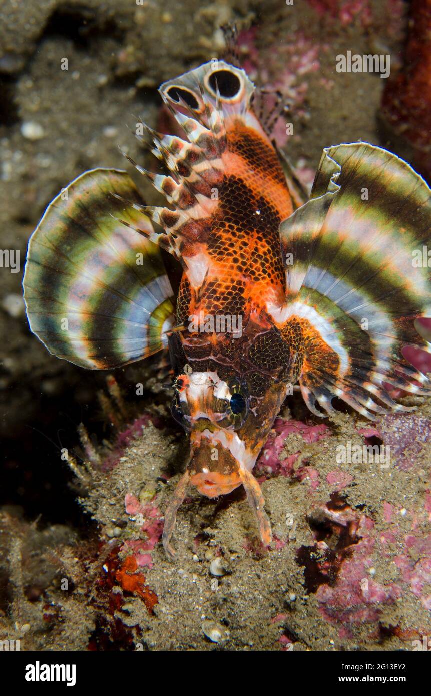 Indian Lionfish High Resolution Stock Photography and Images - Alamy