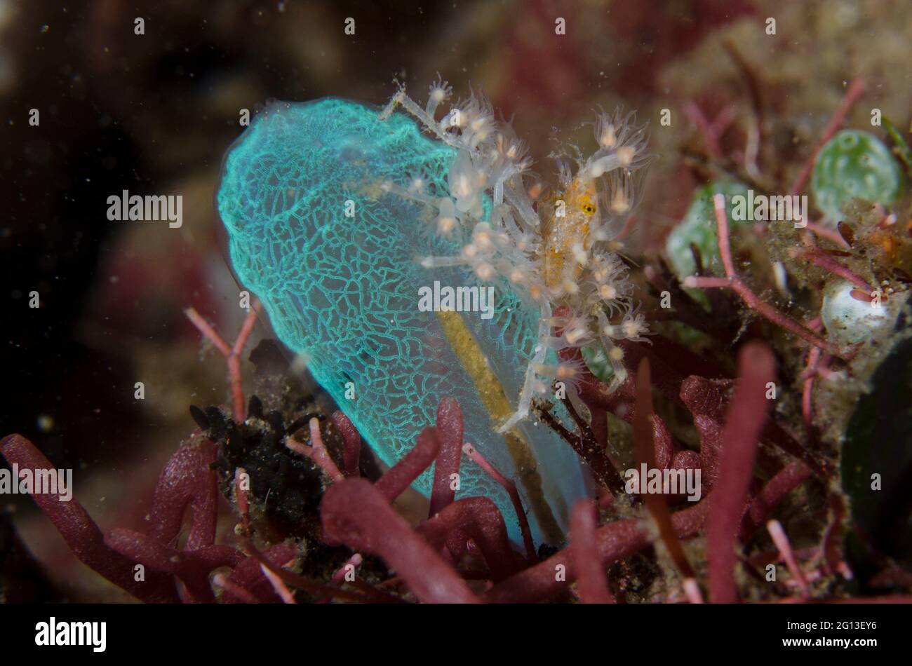 Marine Hydrozoa High Resolution Stock Photography and Images - Alamy