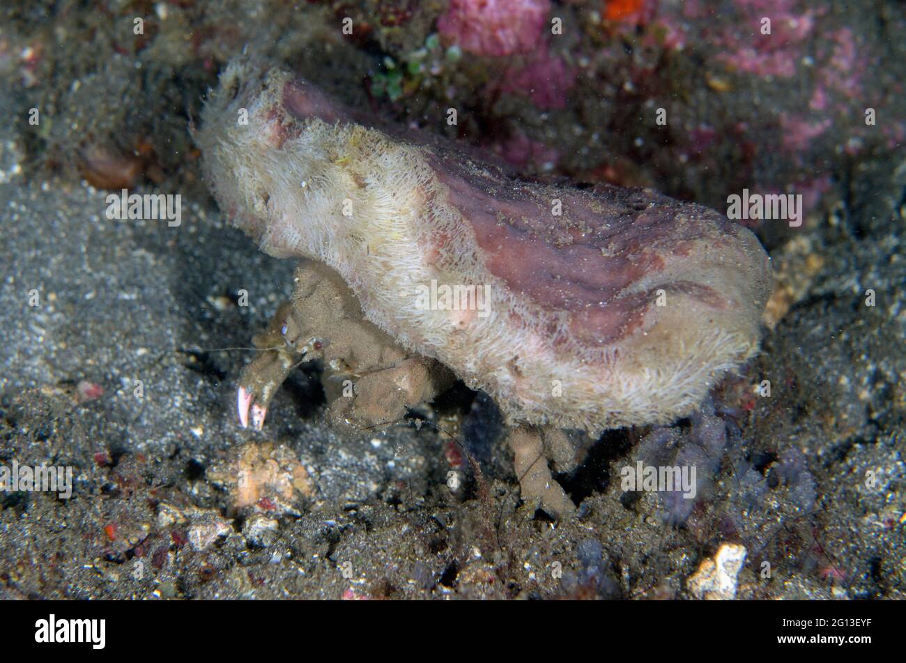Dormia High Resolution Stock Photography and Images - Alamy