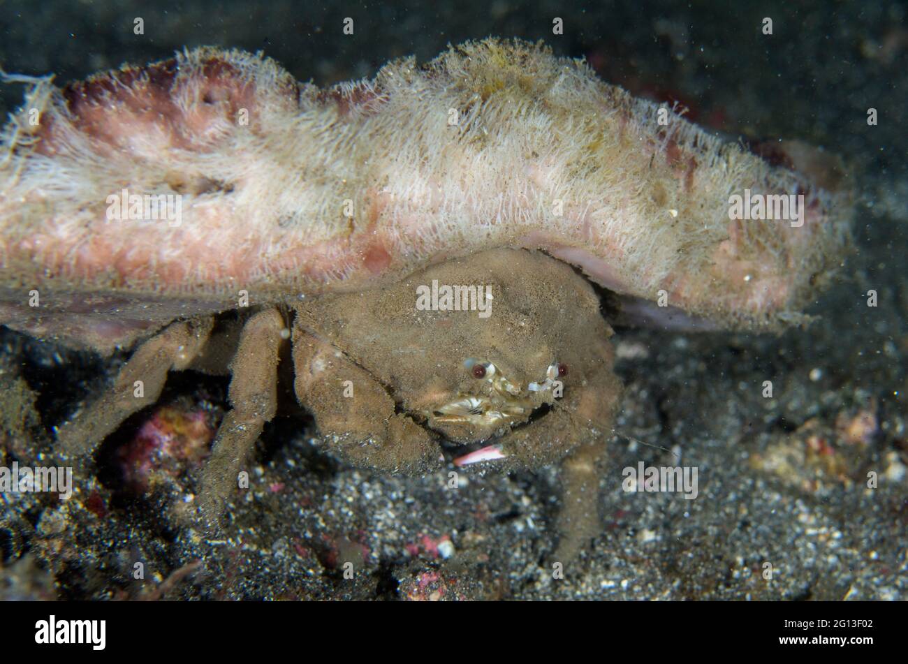 Dromiidae High Resolution Stock Photography and Images - Alamy