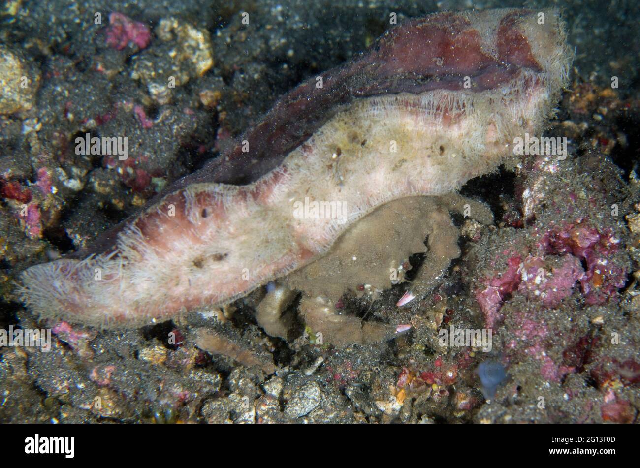 Sponge Crab High Resolution Stock Photography and Images - Alamy