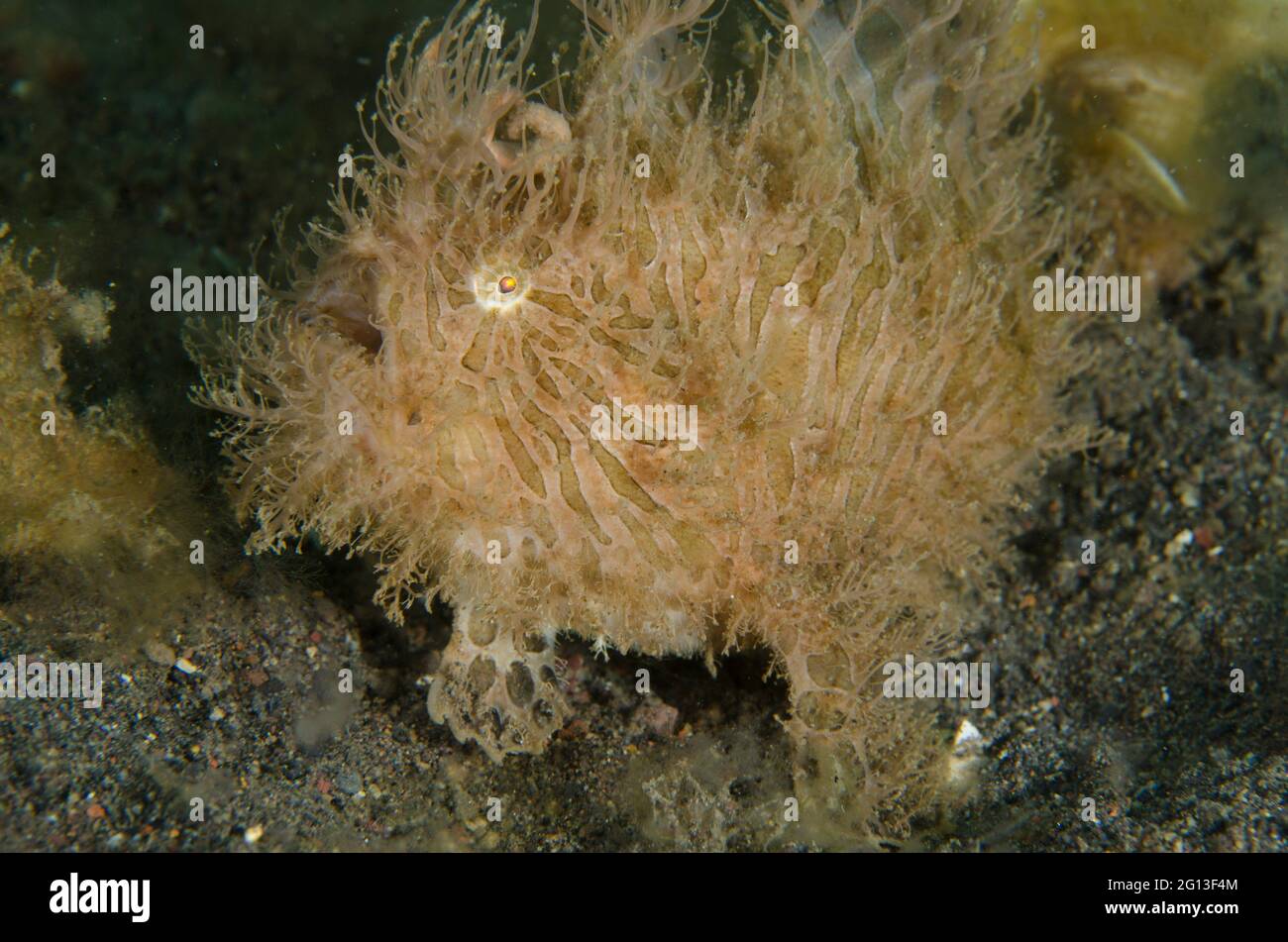 Anglerfish Lure High Resolution Stock Photography and Images - Alamy