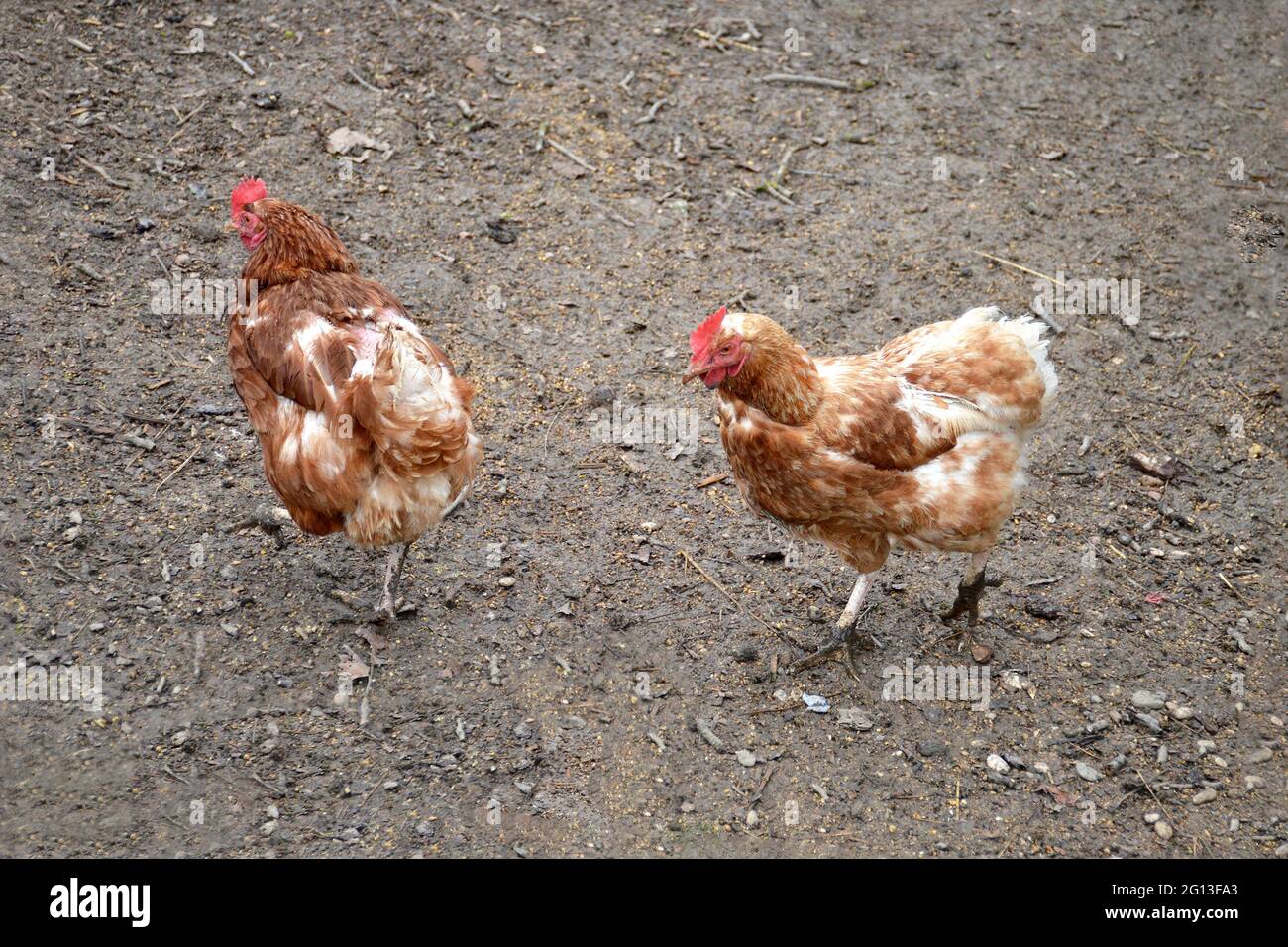 Muddy farmyard hi-res stock photography and images - Alamy