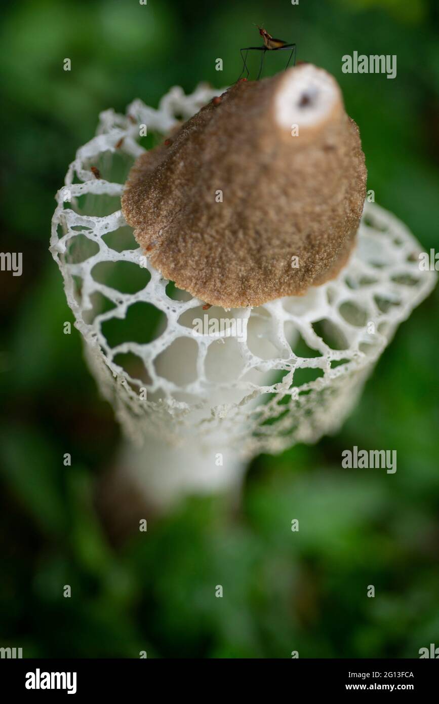 Phallus High Resolution Stock Photography and Images - Alamy