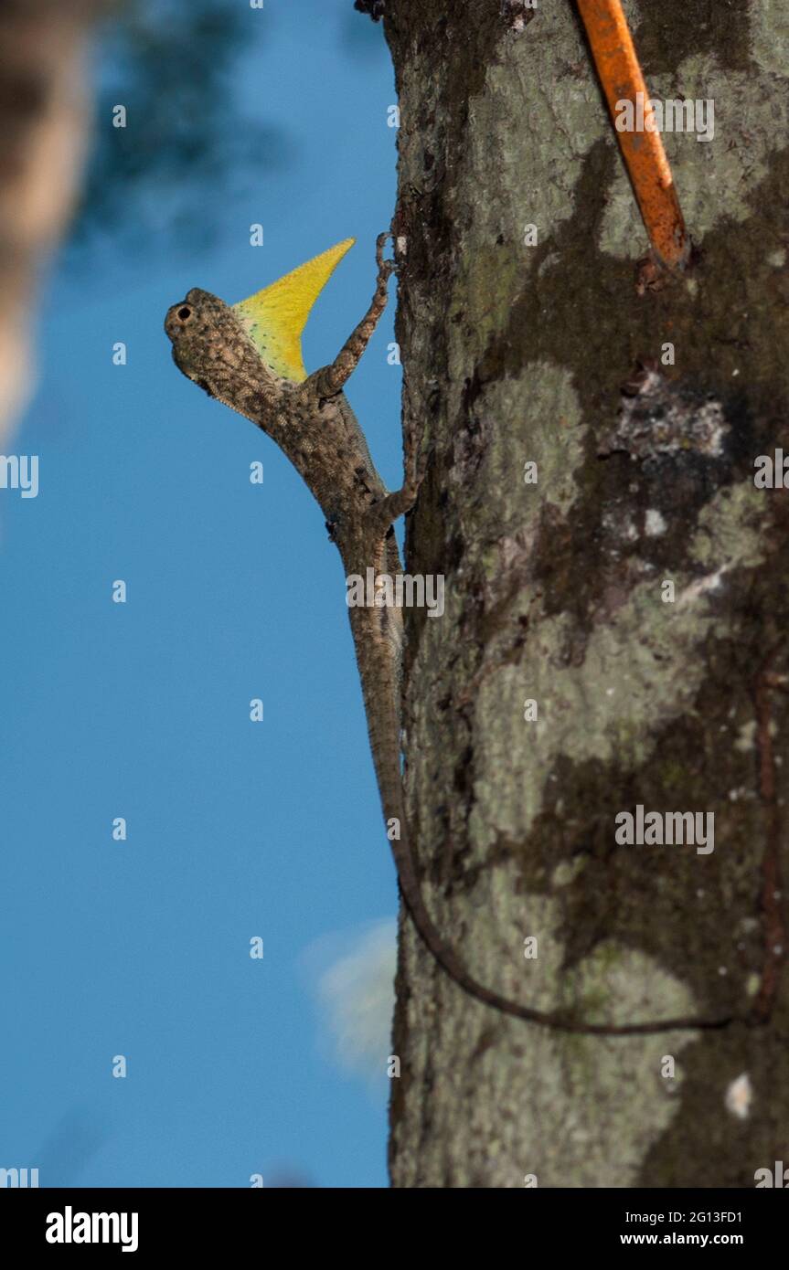 Mottled Lizard High Resolution Stock Photography and Images - Alamy