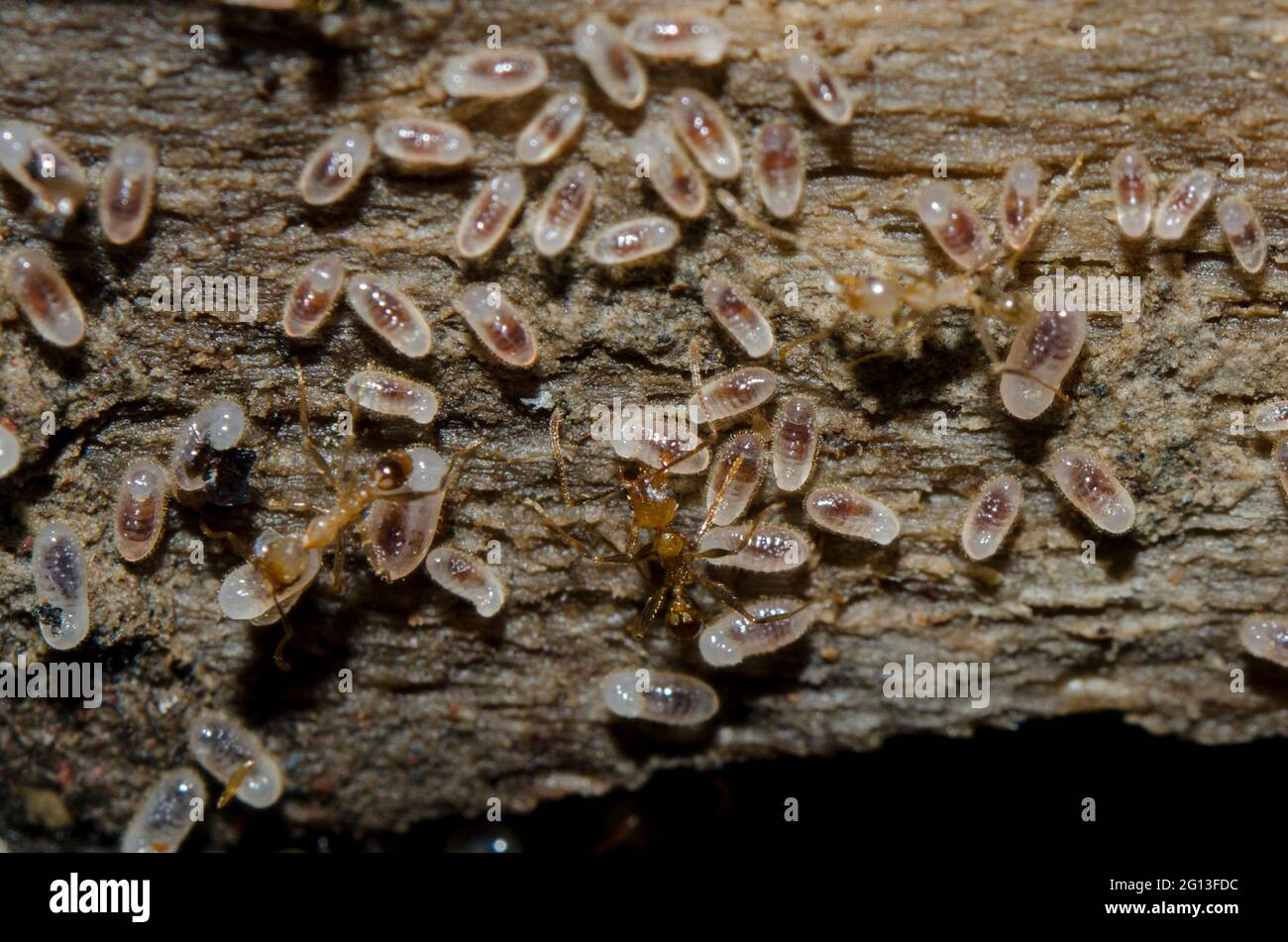 Asian Weaver Ant High Resolution Stock Photography and Images - Alamy