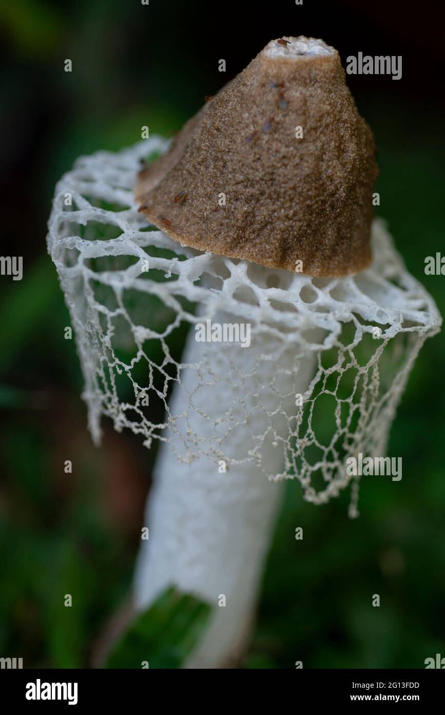 Indusiatus High Resolution Stock Photography and Images - Alamy
