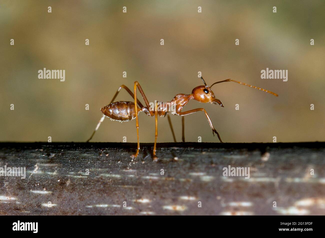 Asian Weaver Ant High Resolution Stock Photography and Images - Alamy