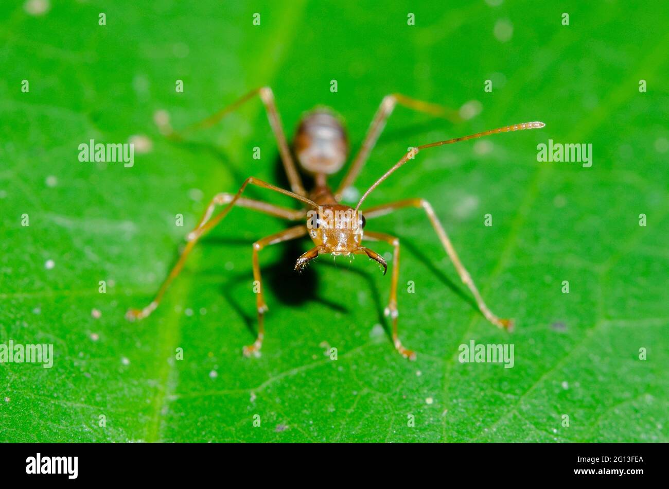 Asian Weaver Ant High Resolution Stock Photography and Images - Alamy