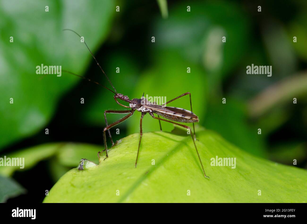 Animal Sucking High Resolution Stock Photography and Images - Alamy