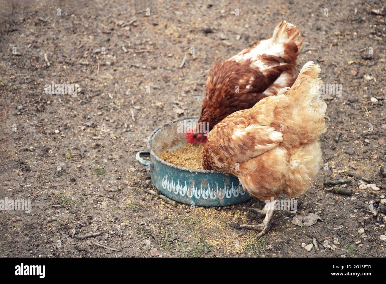 Domestic hens eating food in the muddy surrounding Stock Photo - Alamy