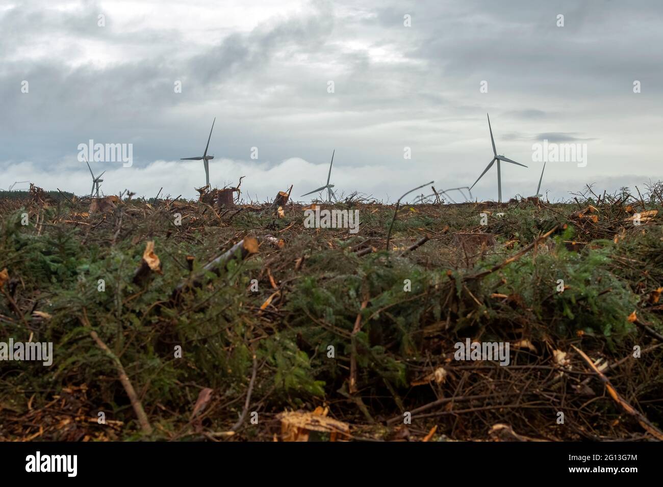 Deforestation in Scotland forest’s Stock Photo - Alamy