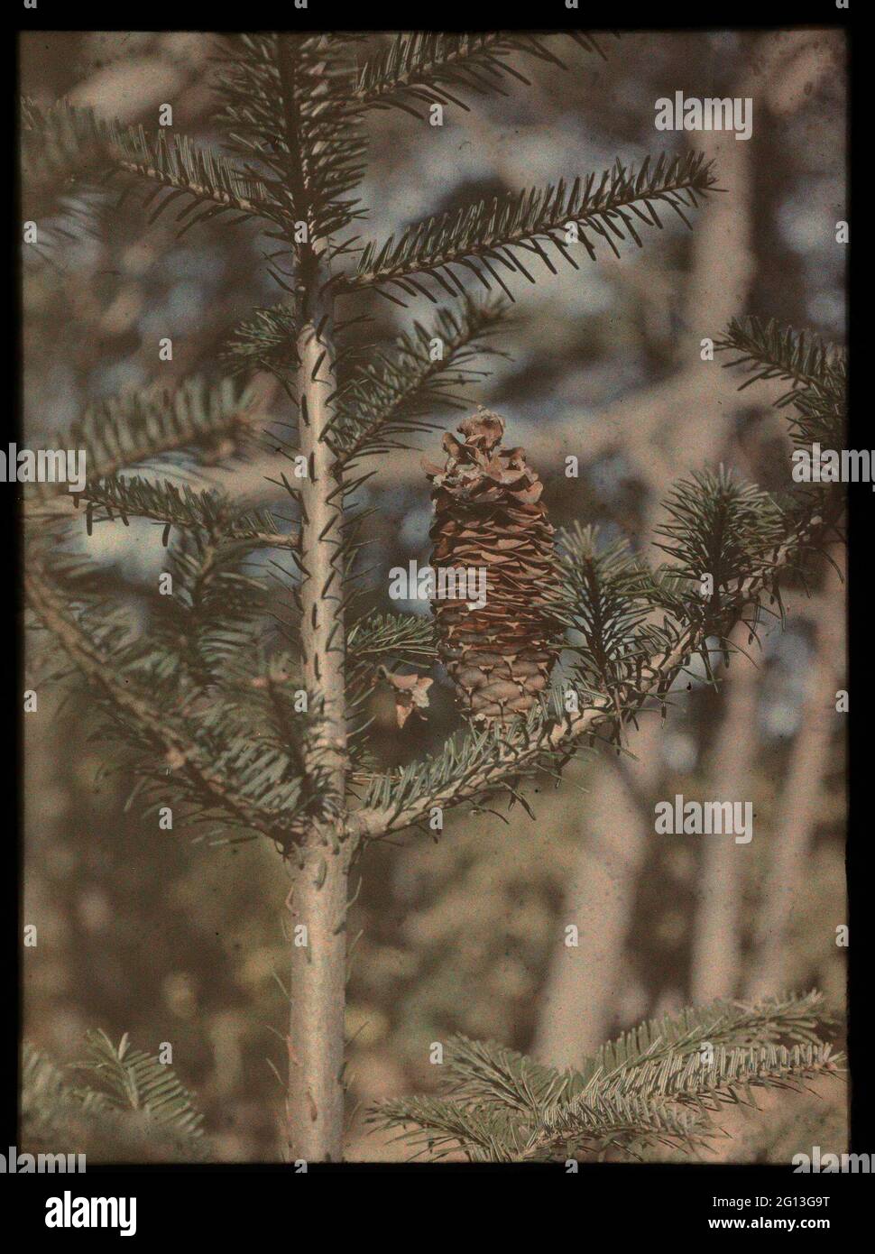 Branches of a coniferous tree, with a pine cone Stock Photo - Alamy