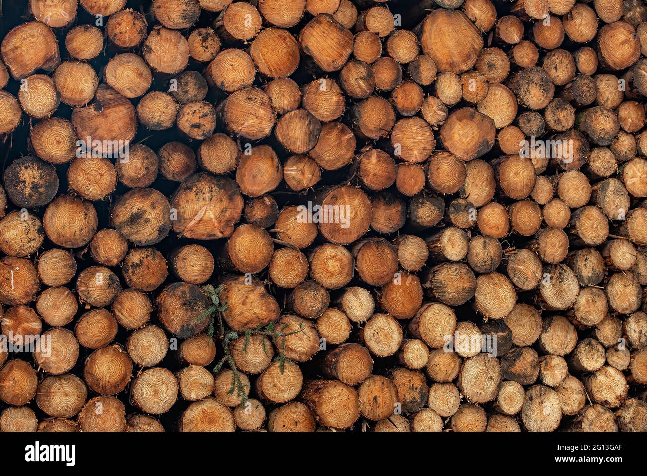 Deforestation in Scotland forest’s Stock Photo - Alamy
