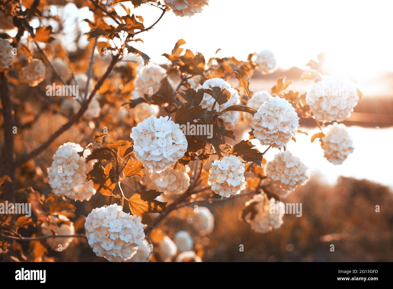 Viburnum Opulus Roseum in the rays of the setting sun Stock Photo - Alamy