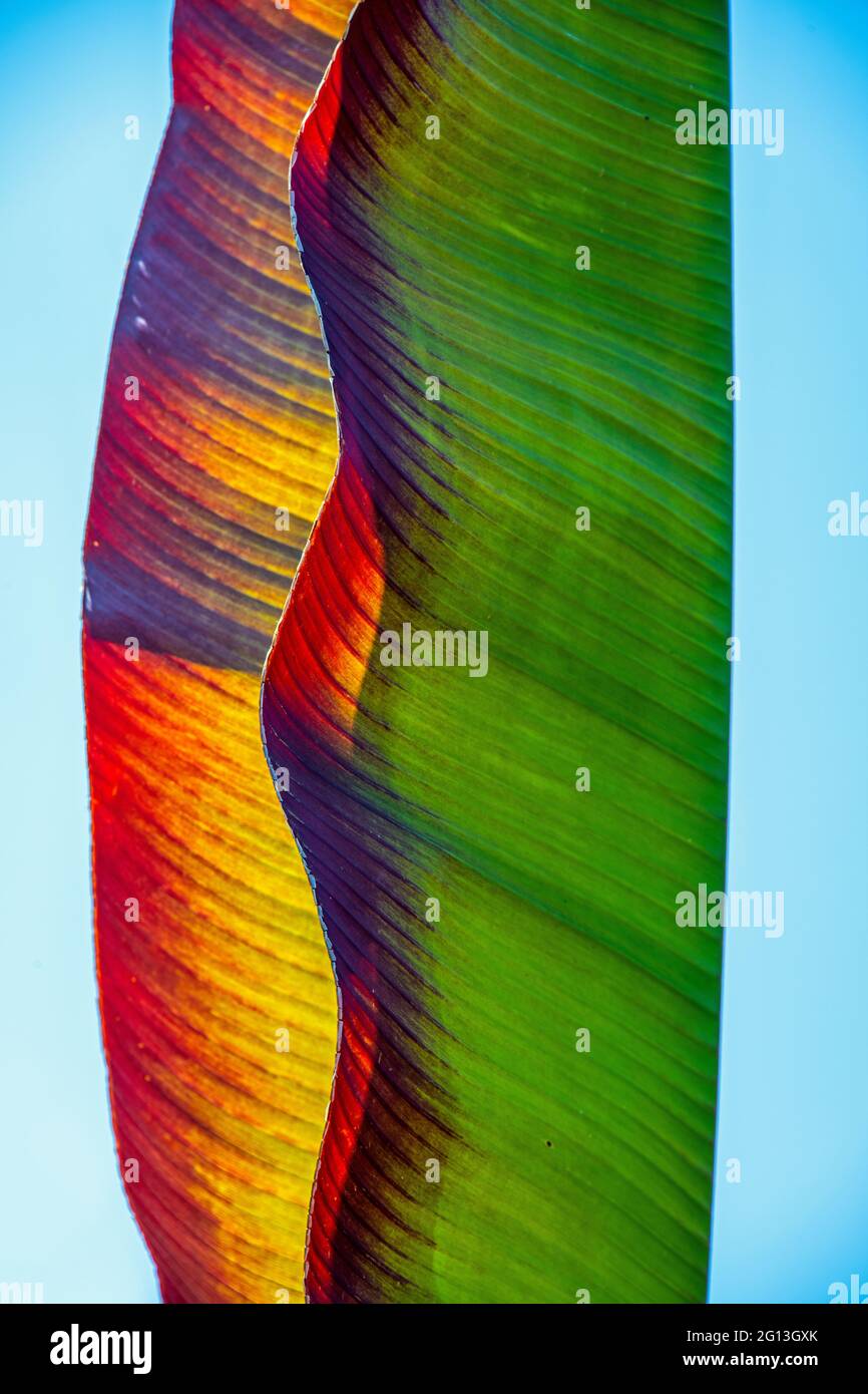 Beautiful shapes and various colors on the leafs of a banana tree Stock ...