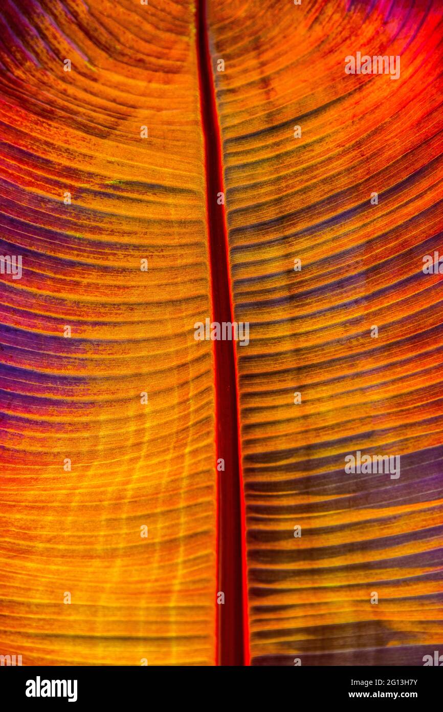 Beautiful shapes and various colors on the leafs of a banana tree Stock ...