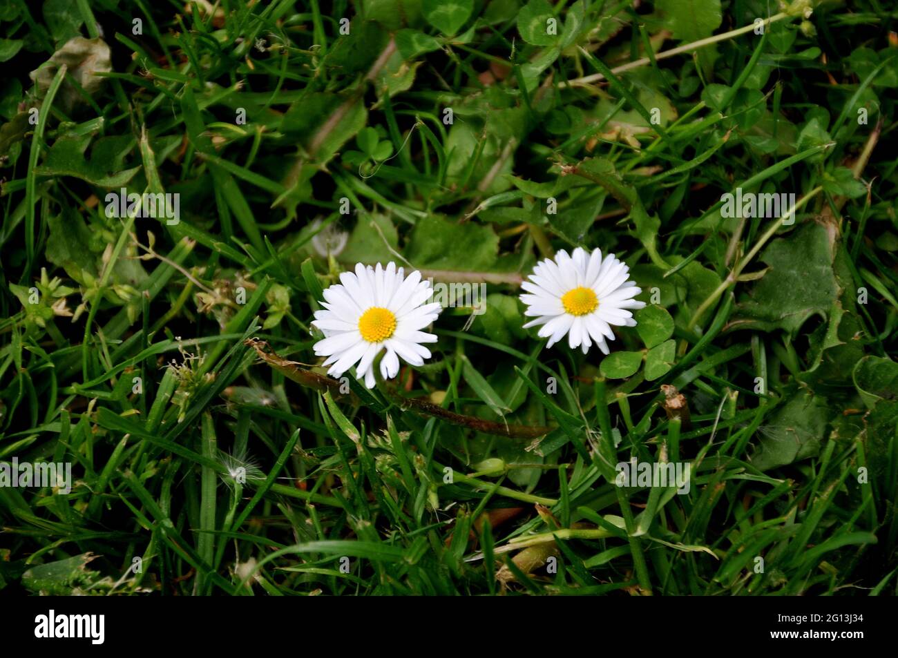 Copenhagen, Denmark. 04 June 2021, Daisies flowers in wild grass lawn ...