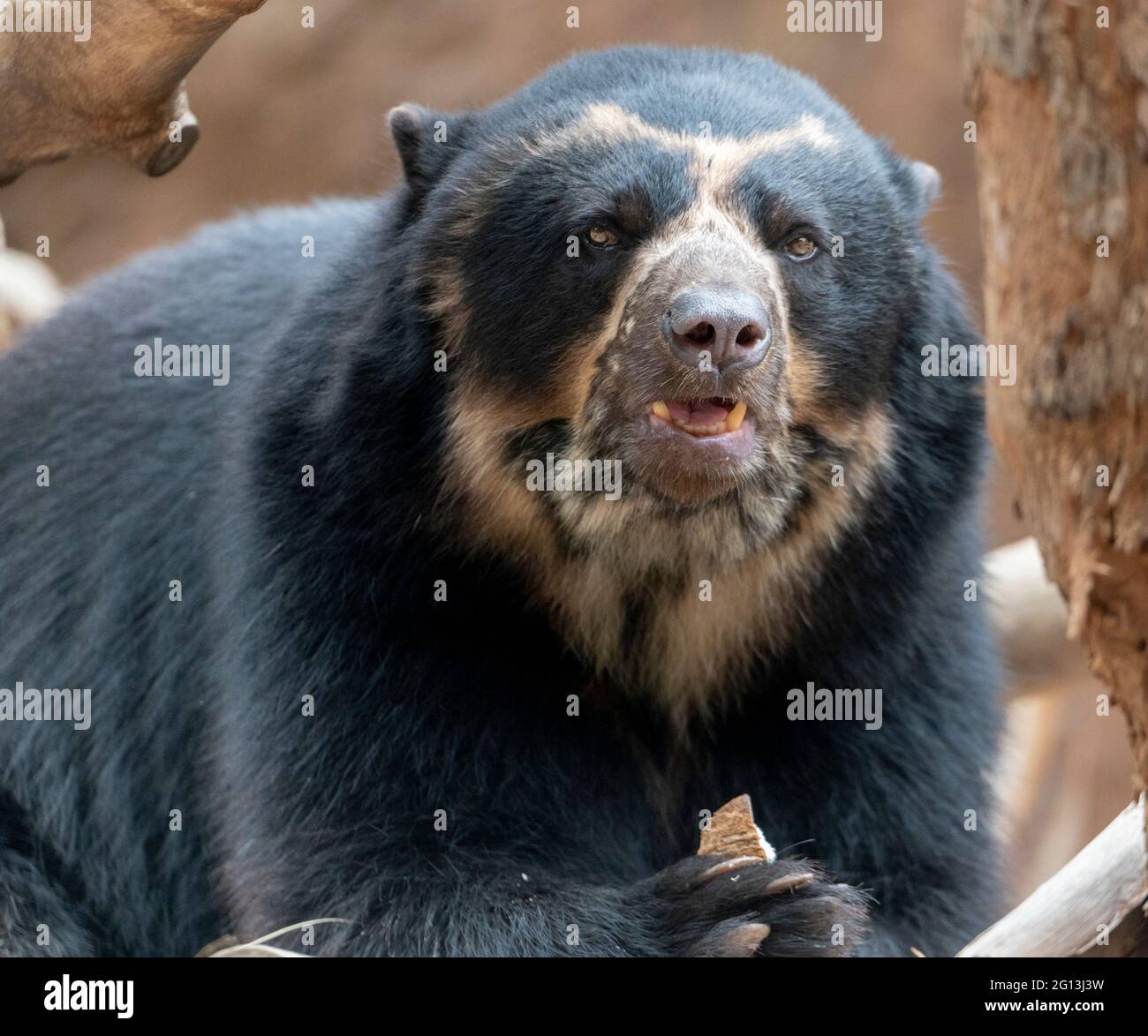 Andean bear in a tree chewing on a piece of coconut Stock Photo - Alamy