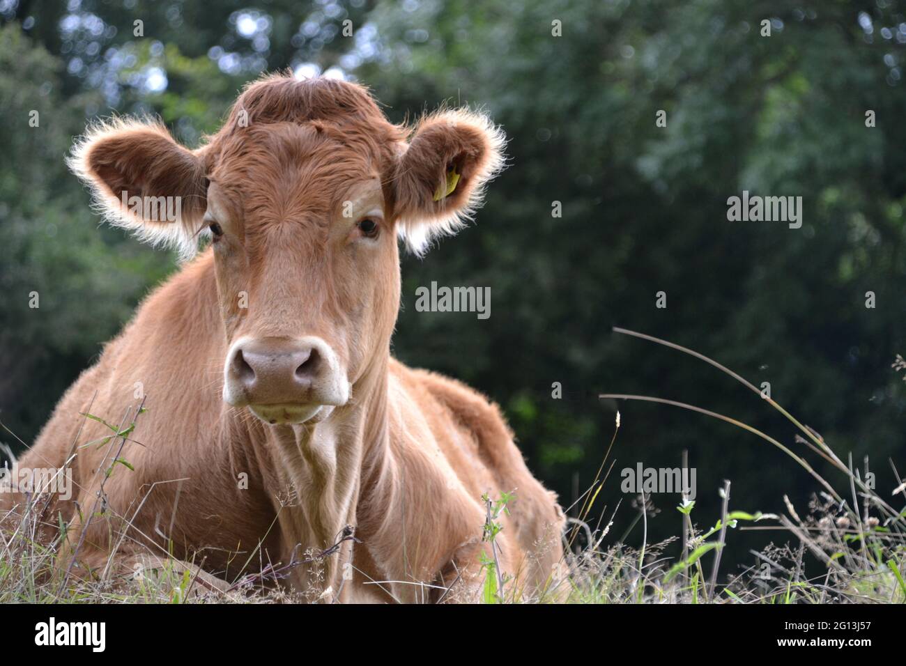 Brown cow chilling in the sunshine Stock Photo - Alamy
