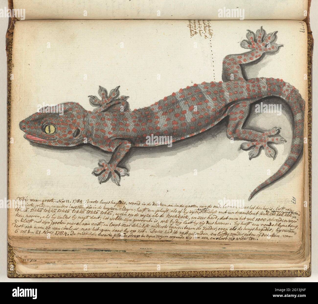 Indian home lizard hi-res stock photography and images - Alamy