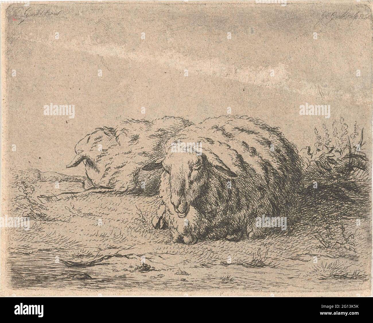 Two lying sheep Stock Photo - Alamy