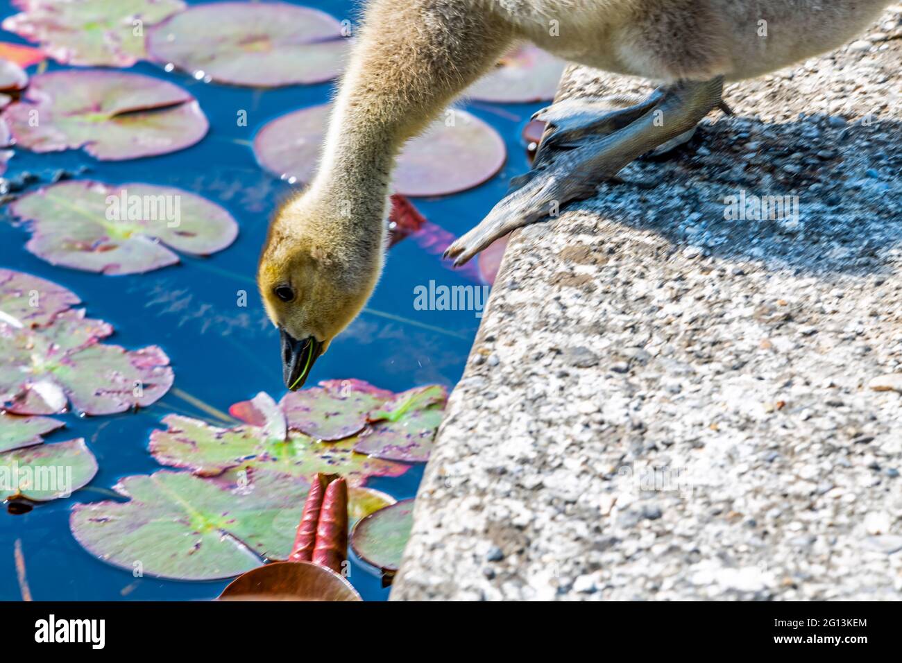 Little goose explore the world during the fist days in its life Stock ...