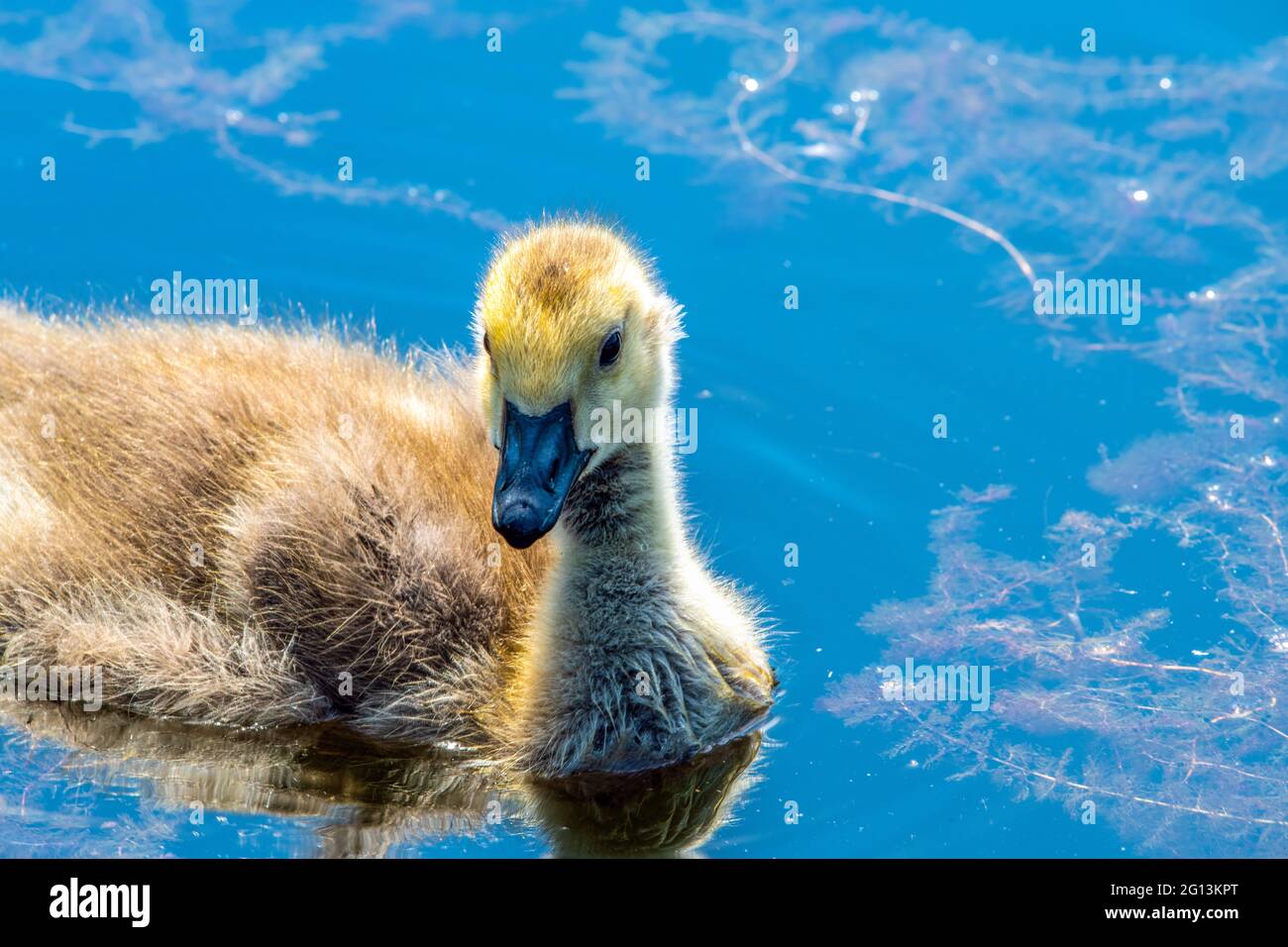 Little goose explore the world during the fist days in its life Stock ...