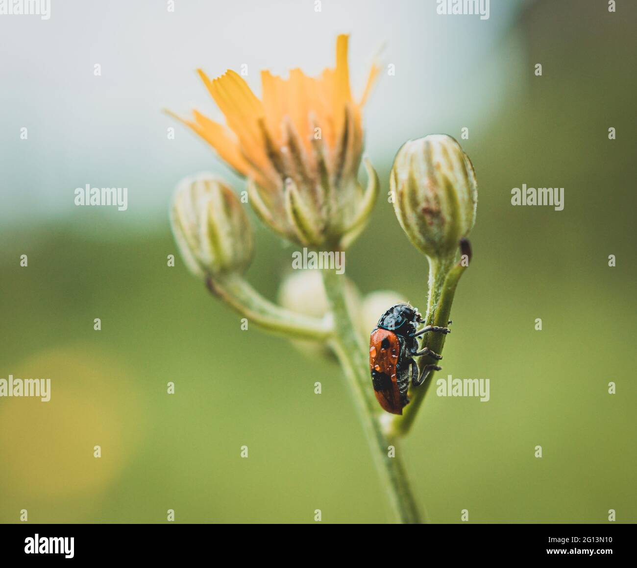 Ant beetle hi-res stock photography and images - Alamy