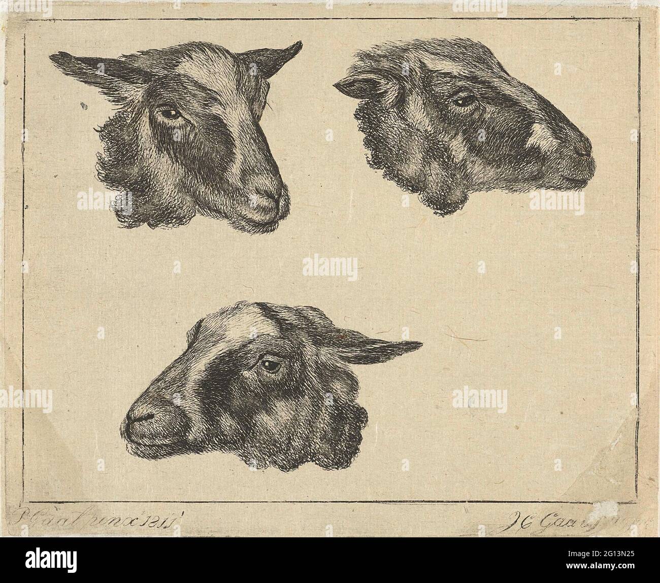 Three goat heads Stock Photo - Alamy