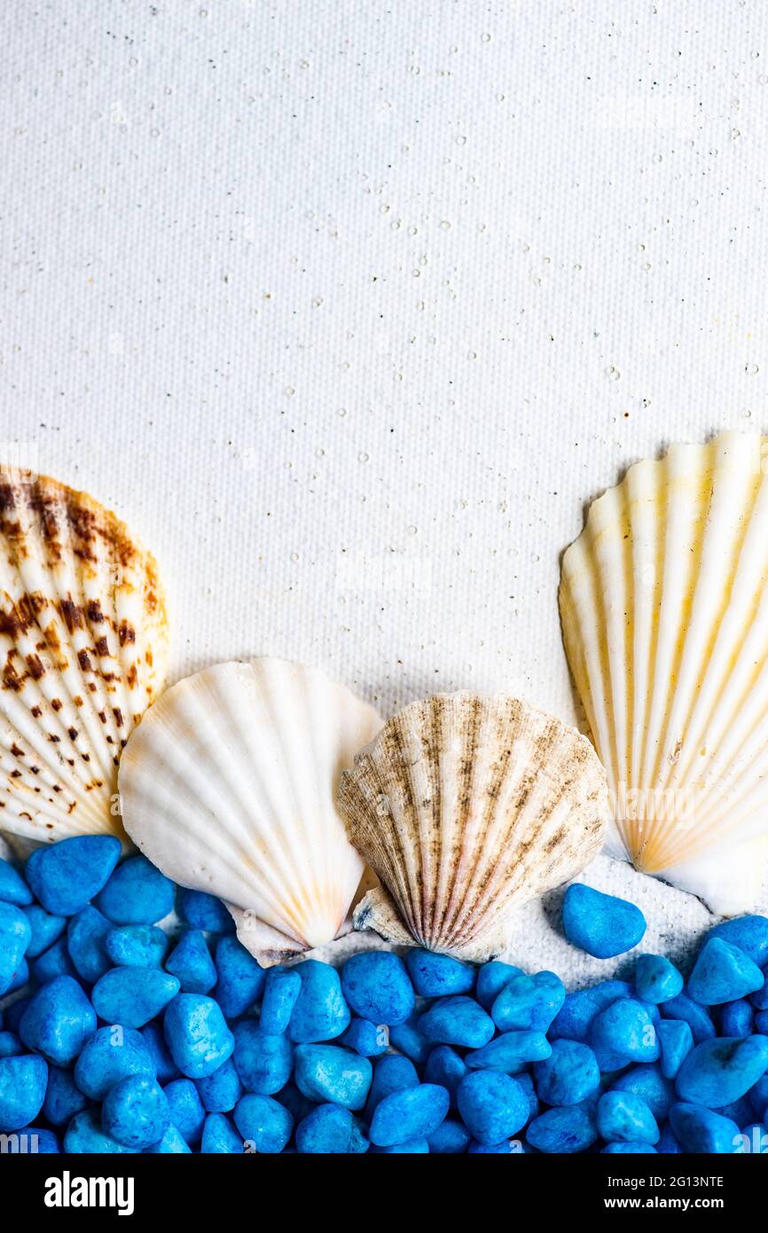 Summer background with variety of sea shells on concrete background ...