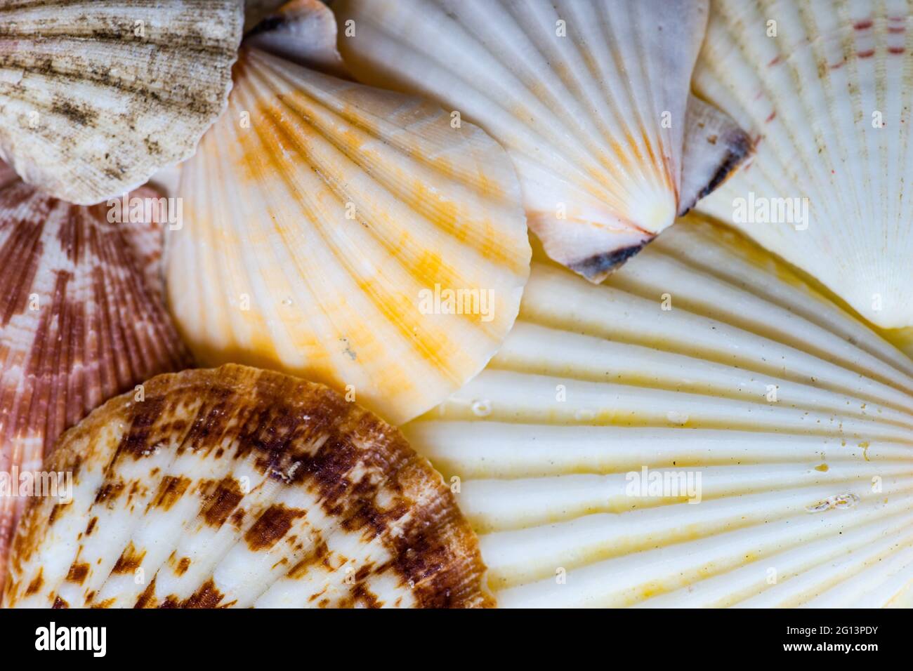 Summer background with variety of sea shells on concrete background ...