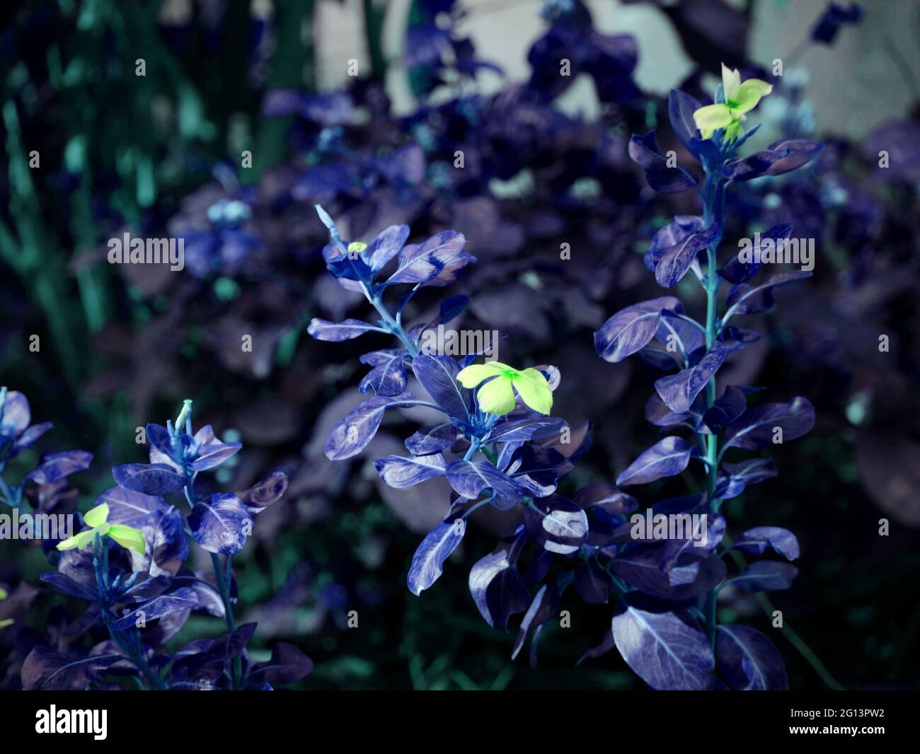 Natural plant blue color grading image for commercial presentation ...