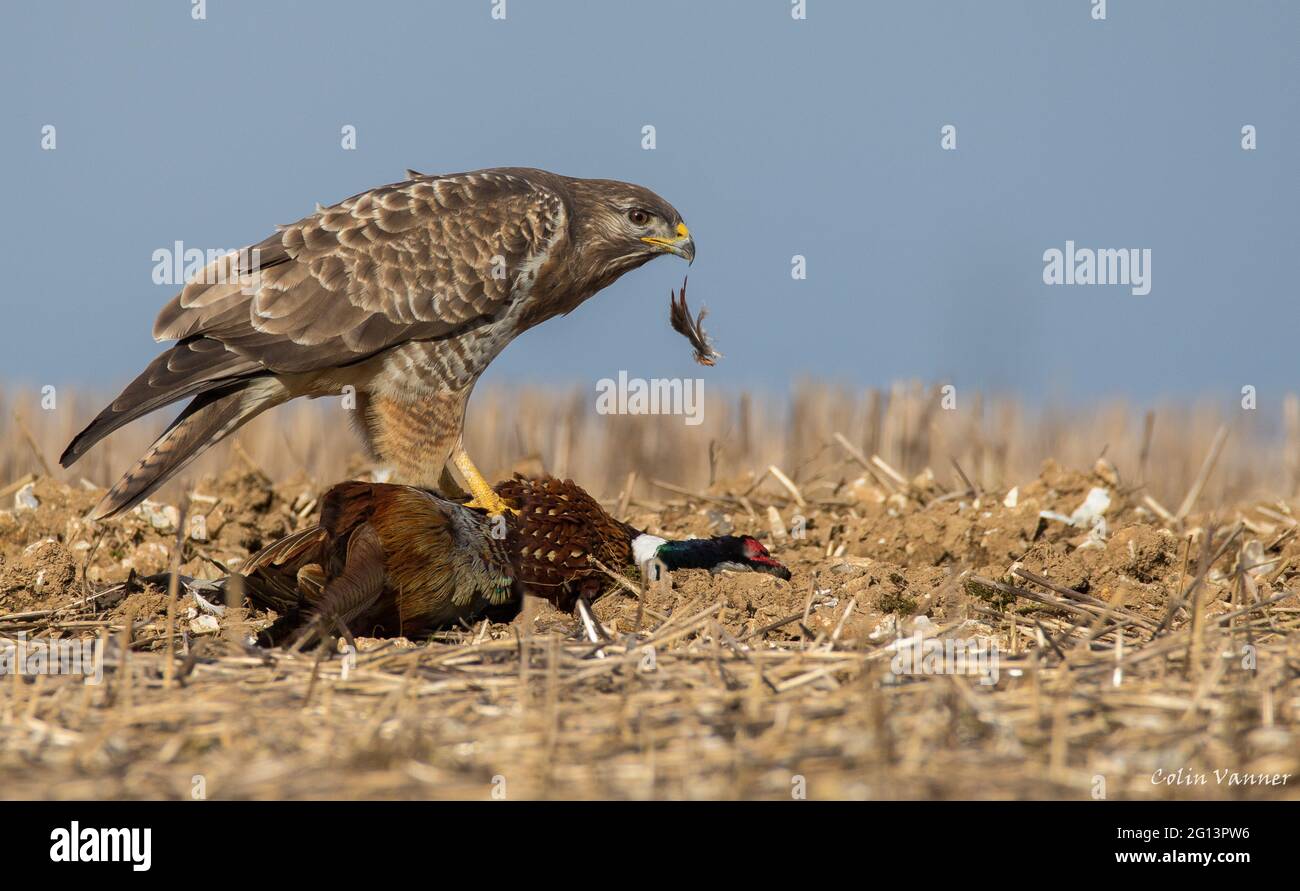 Pheasant claws hi-res stock photography and images - Alamy