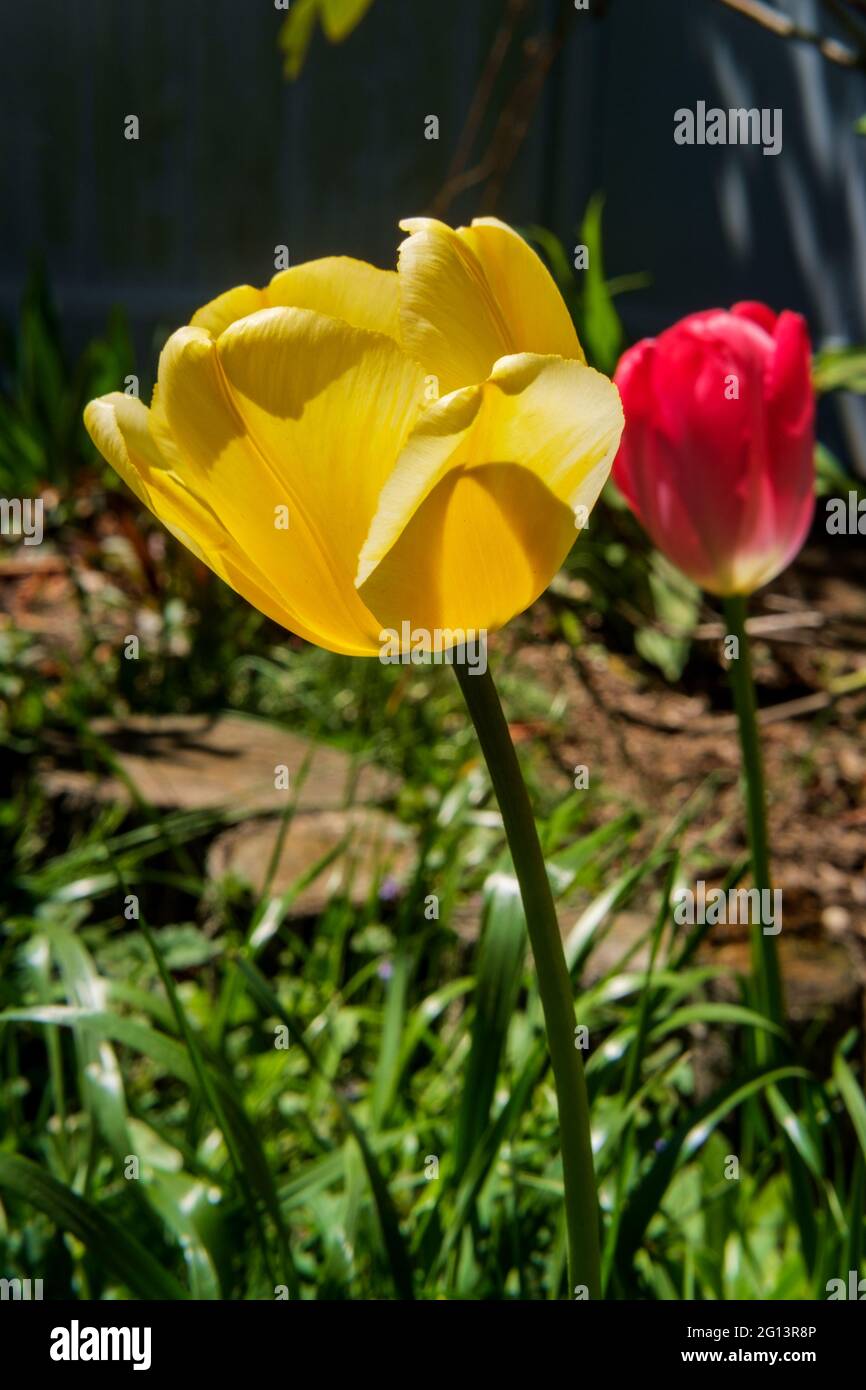 Closeup colorful spring tulips growing in backyard garden Stock Photo ...