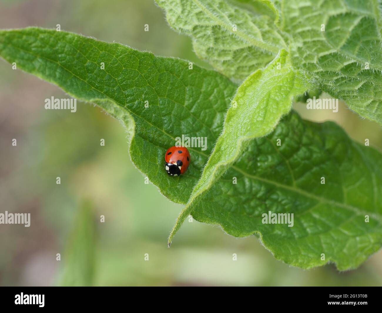 Sunny day ladybird hi-res stock photography and images - Alamy