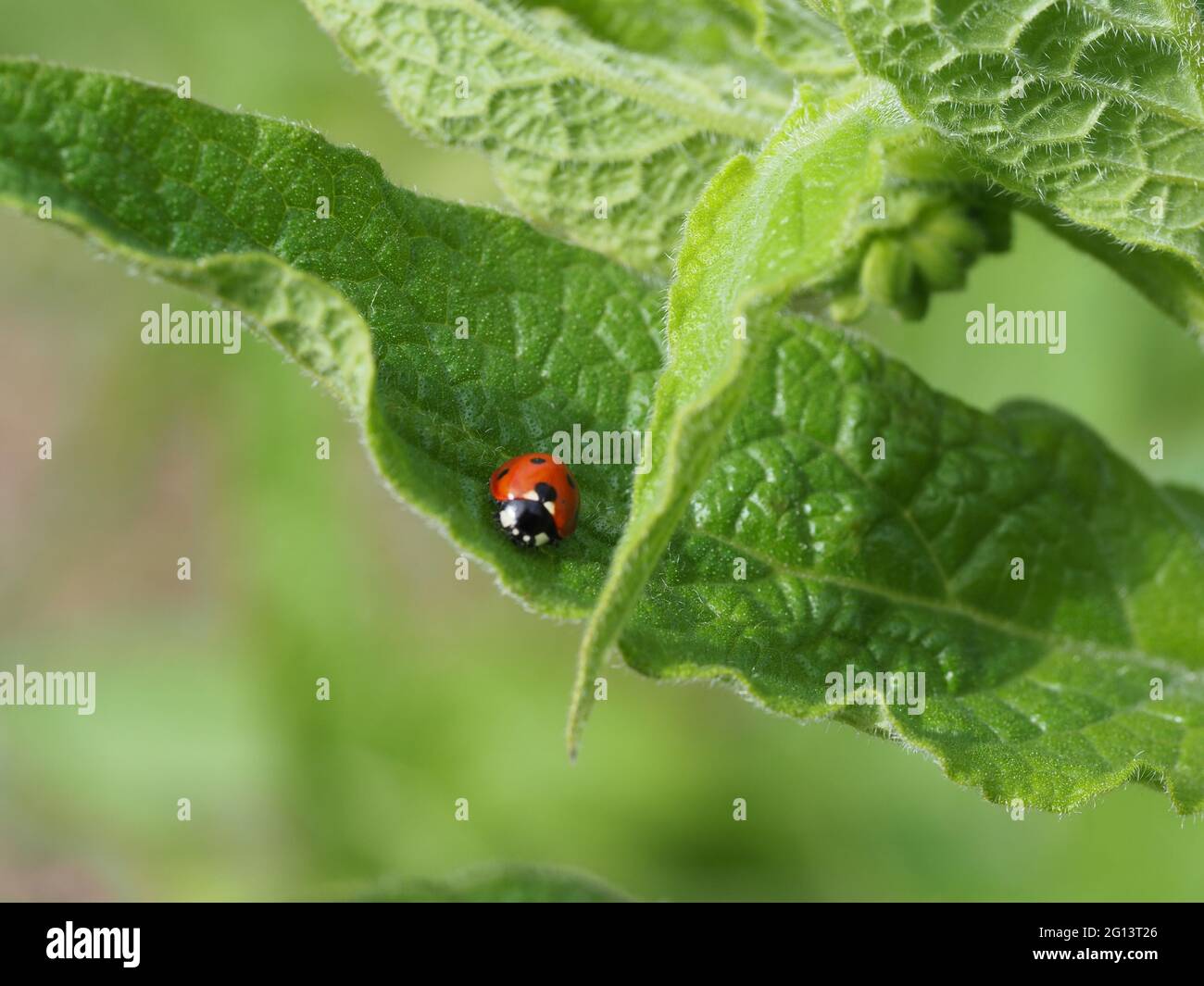 Ladybird on the leaf of common comfrey Stock Photo - Alamy